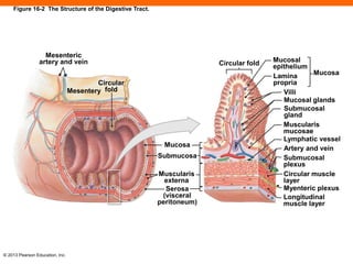 Anatomy and Physiology of Digestive System | PPT