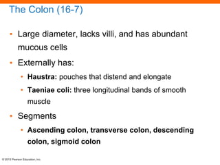 Anatomy and Physiology of Digestive System | PPT