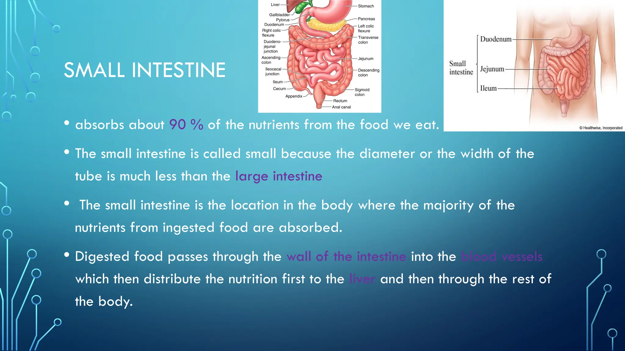 digestive parts power point presentation | PPTX | Digestive Disorders | Diseases and Conditions