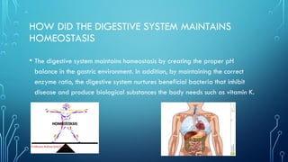 digestive parts power point presentation | PPTX | Digestive Disorders ...
