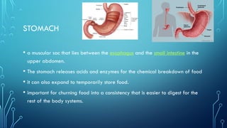 digestive parts power point presentation | PPTX | Digestive Disorders ...