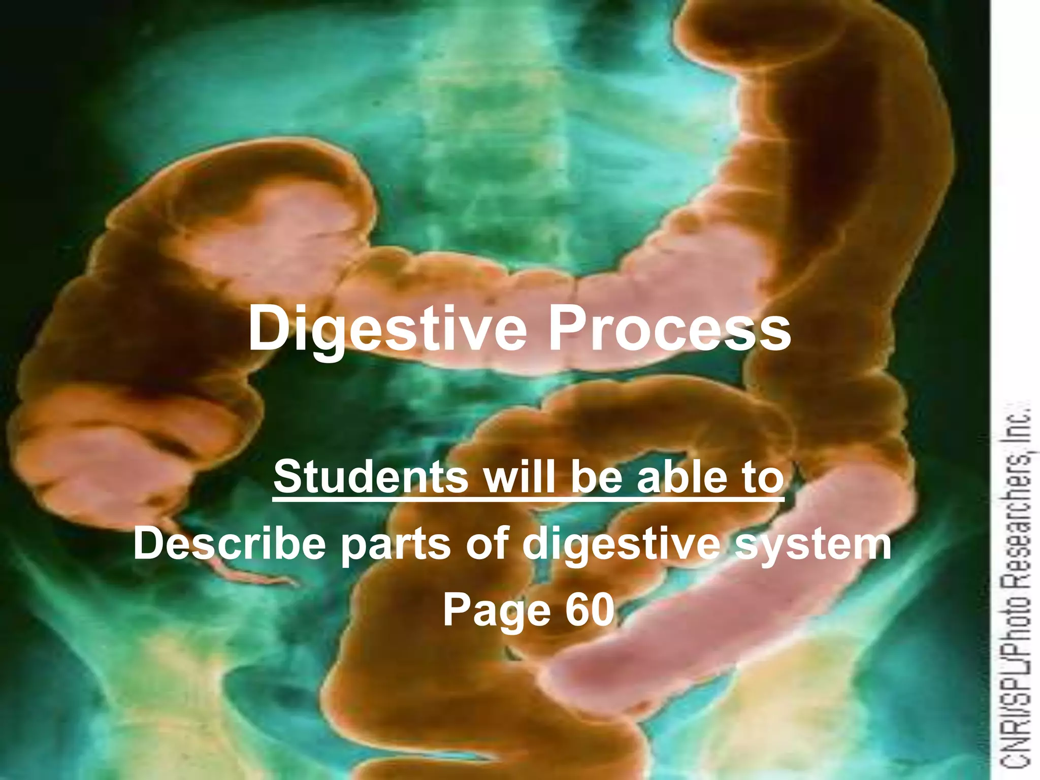 Digestive Process | PPSX