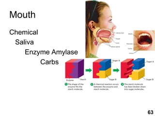Digestive Process | PPSX