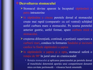 Digestives | PPT