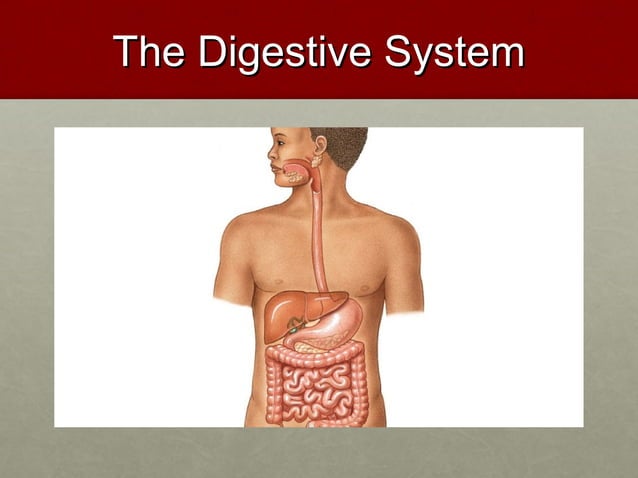 Digestive system anatomy | PPT