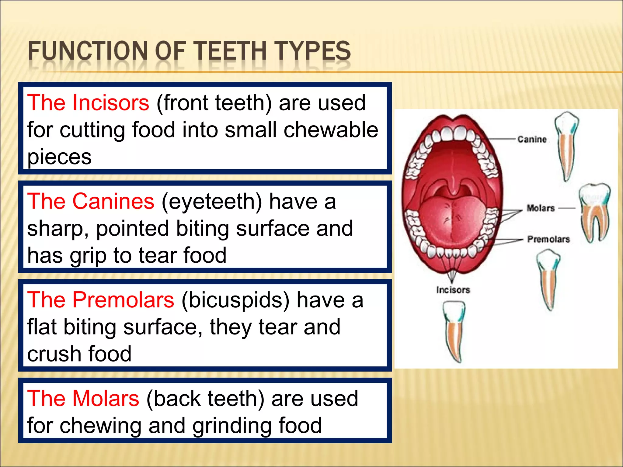 Grade 8 - Digestive System | PPT