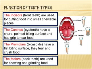 Grade 8 - Digestive System | PPT
