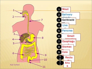 Grade 8 - Digestive System | PPT