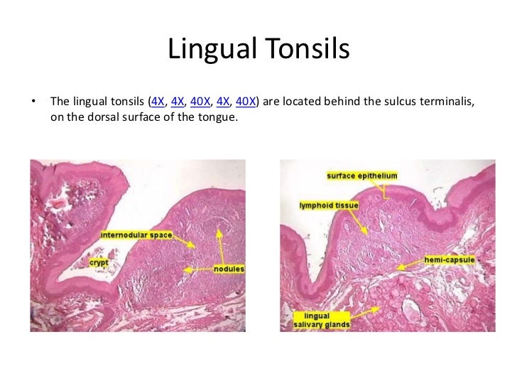 Digestive study guide 2
