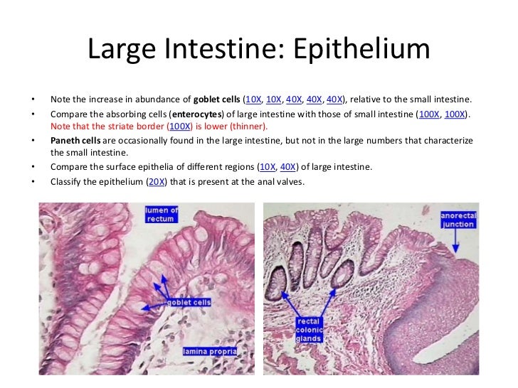 Digestive study guide 2