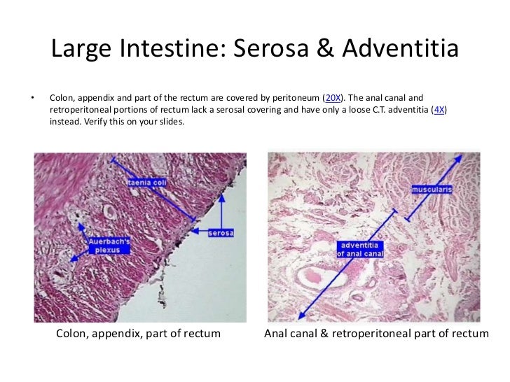 Digestive study guide 2
