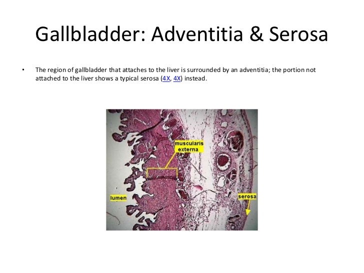 Digestive study guide 2