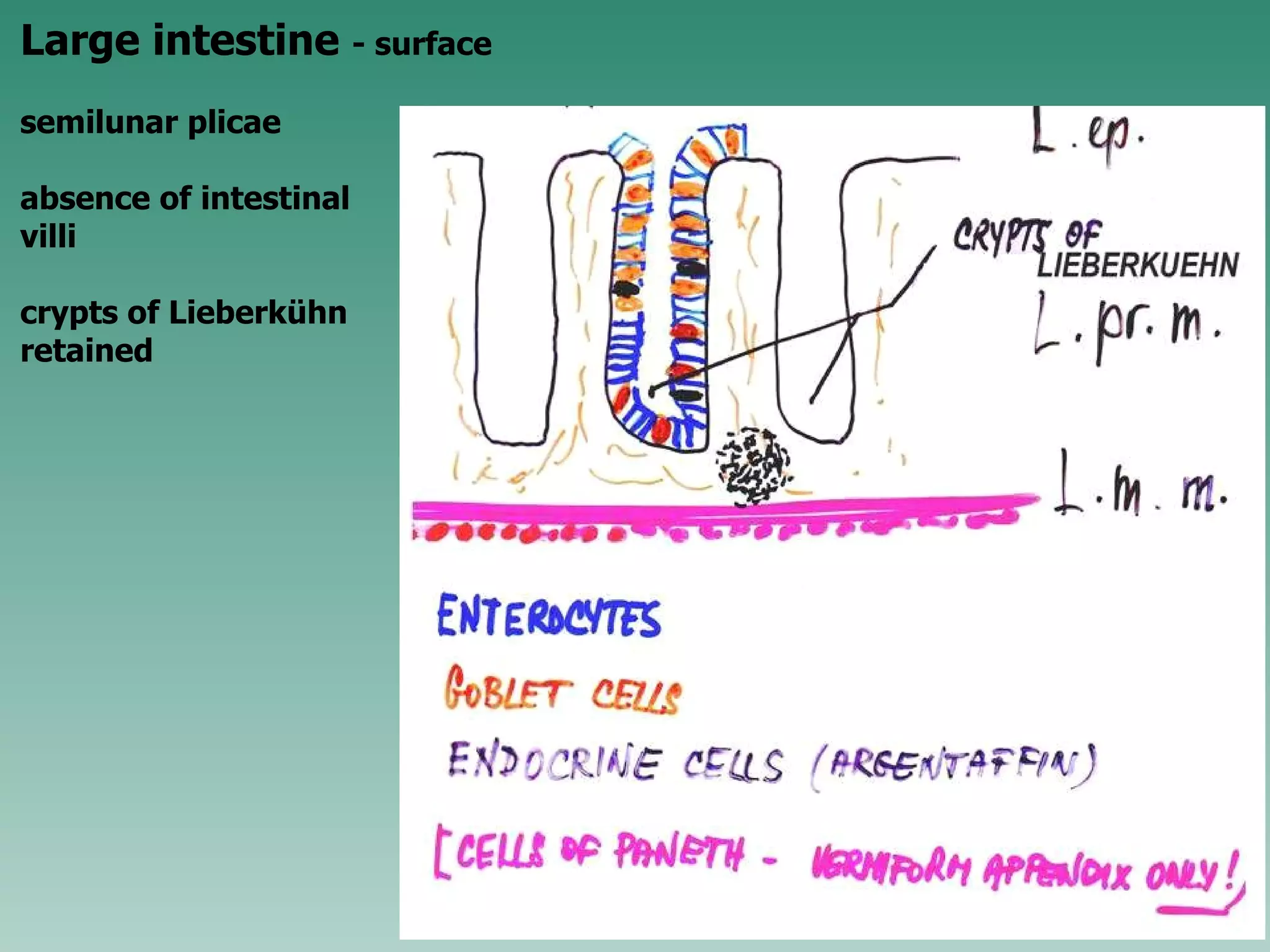 Digestive sy 2 | PPT
