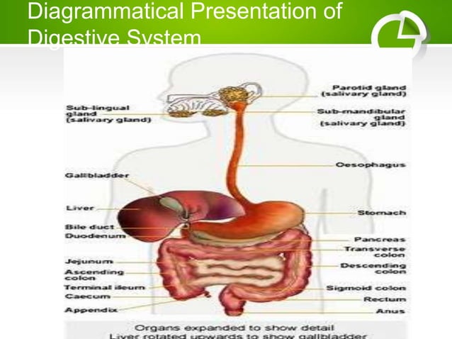 Digestive syetem | PPT