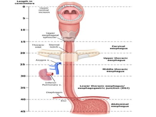 digestive syetem ppt for nursing students | PPTX