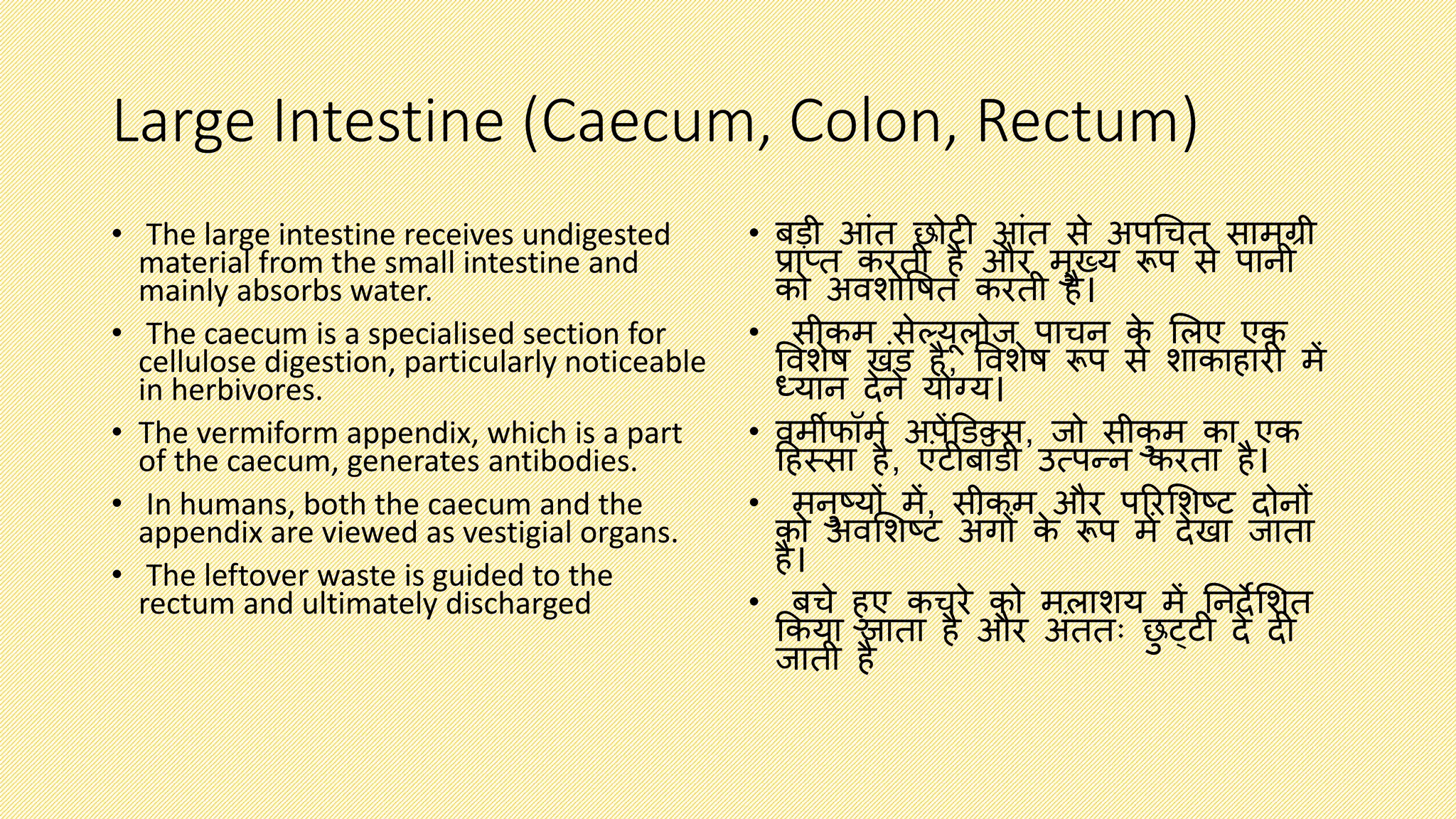 digestive syste.pdf human digestive system document | PDF