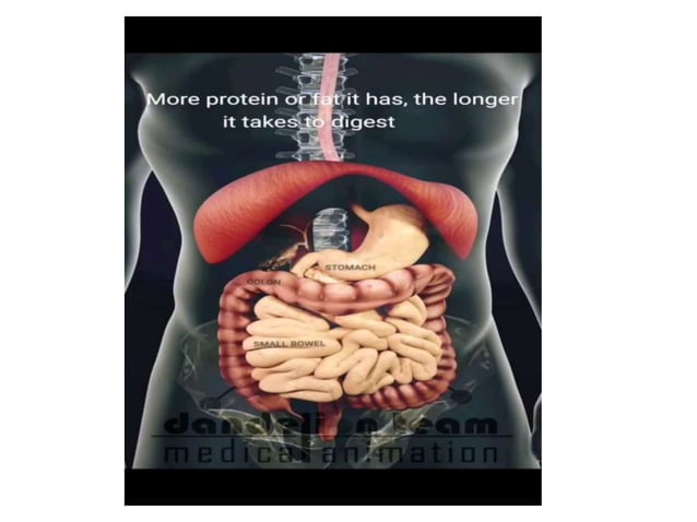 DIGESTIVE SYSTEM -PHYSIOLOGY | PPT