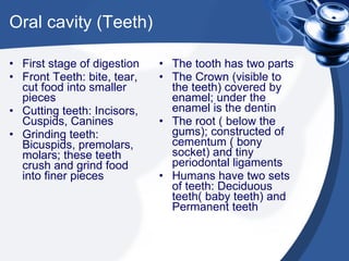 Digestive System | PPT | Digestive Disorders | Diseases and Conditions