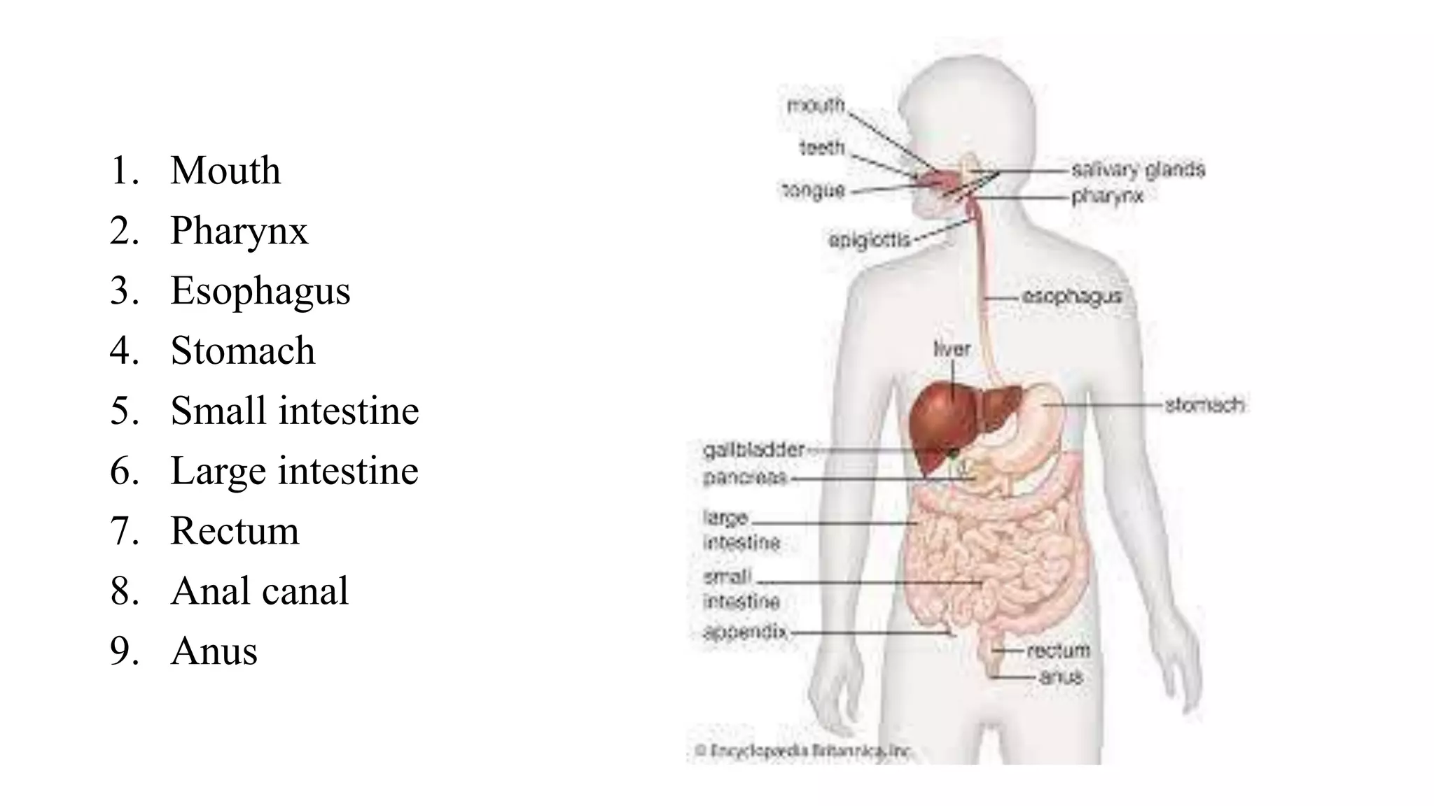 Digestive system-1.pptx
