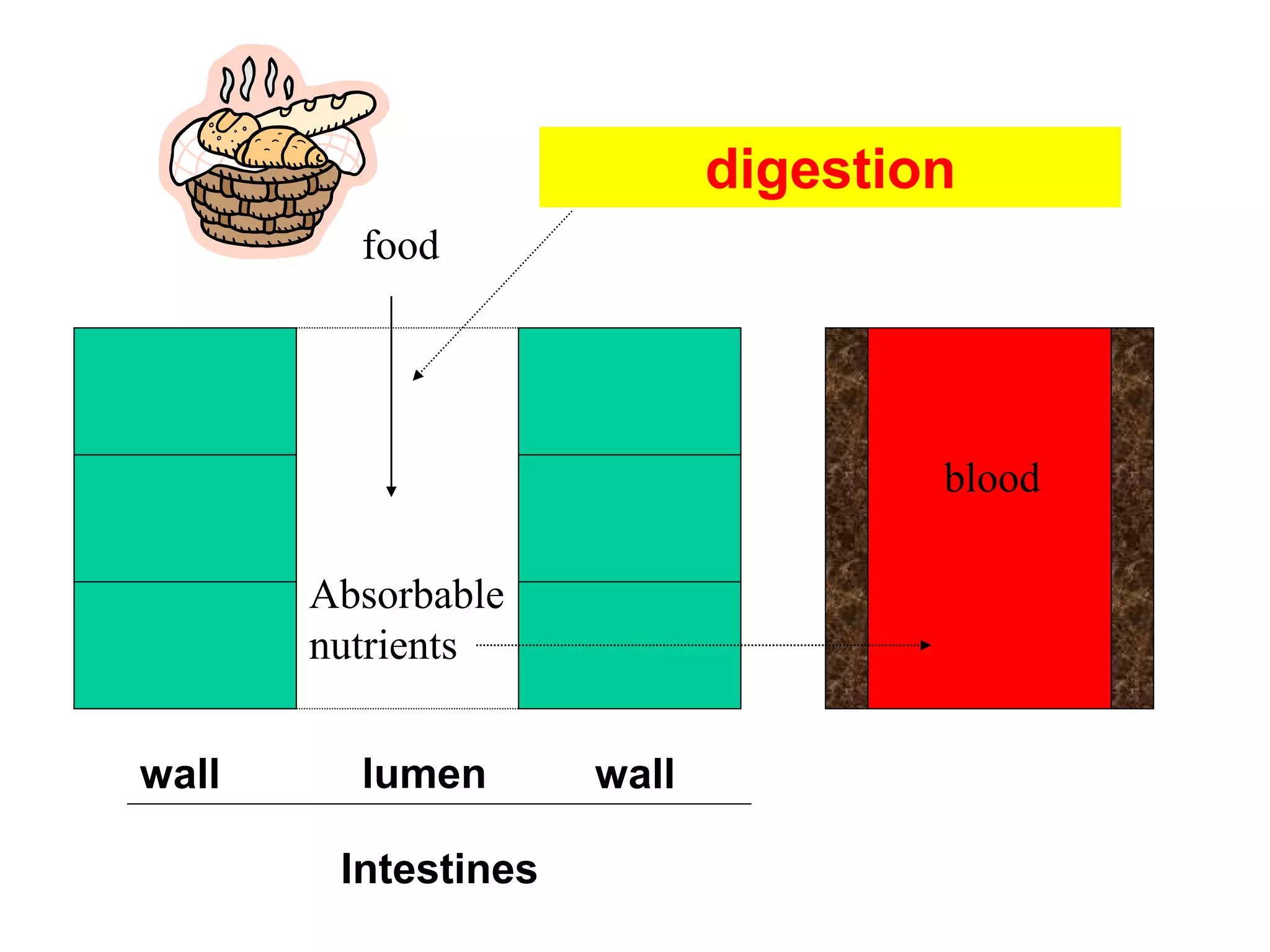 DIGESTIVE SYSTEM-1.ppt