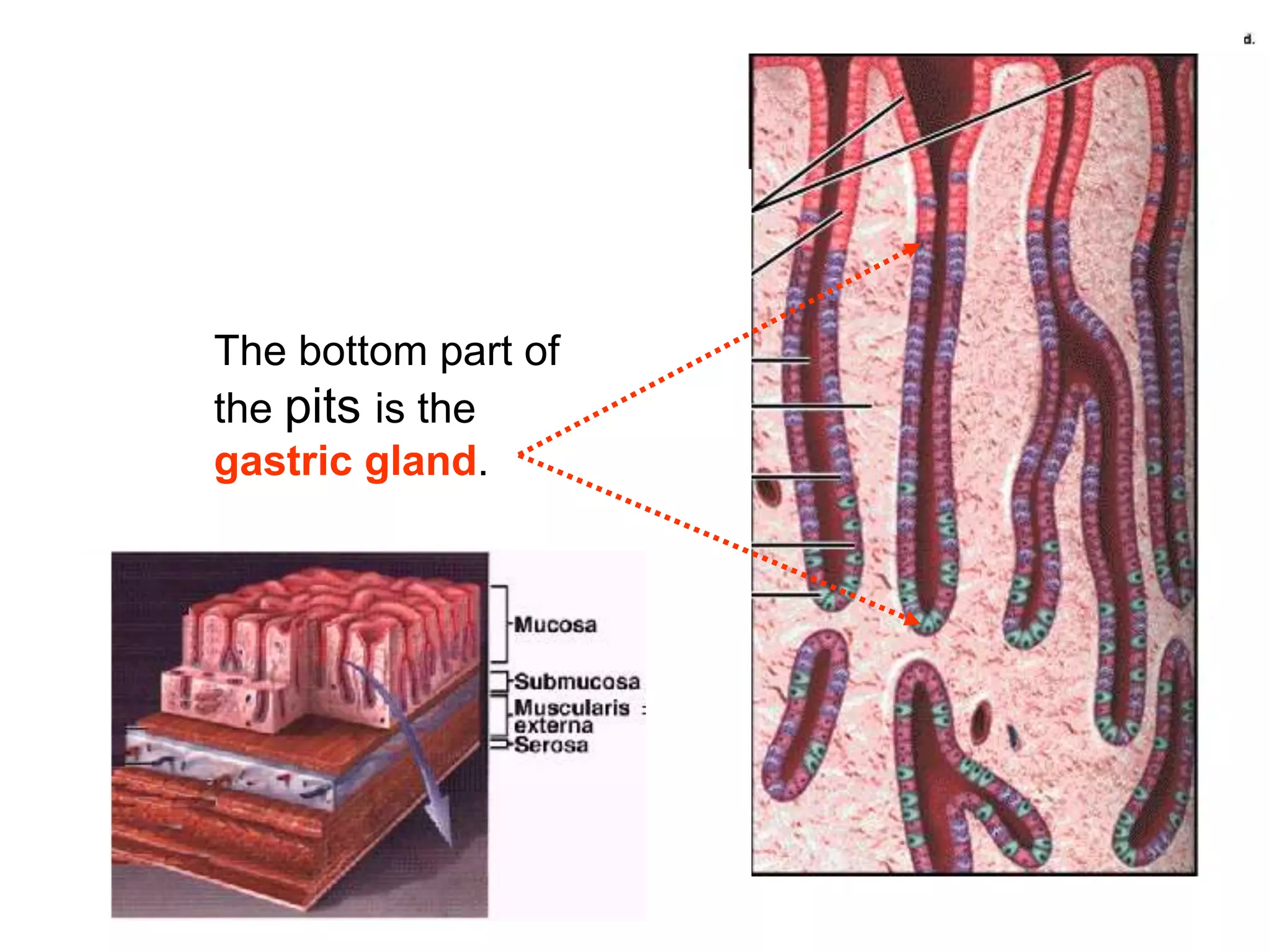 DIGESTIVE SYSTEM-1.ppt