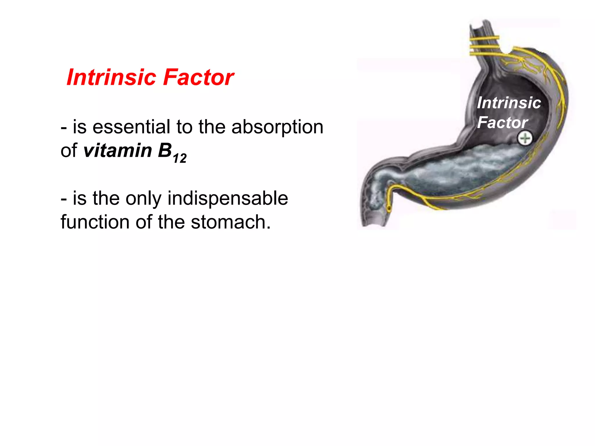 DIGESTIVE SYSTEM-1.ppt