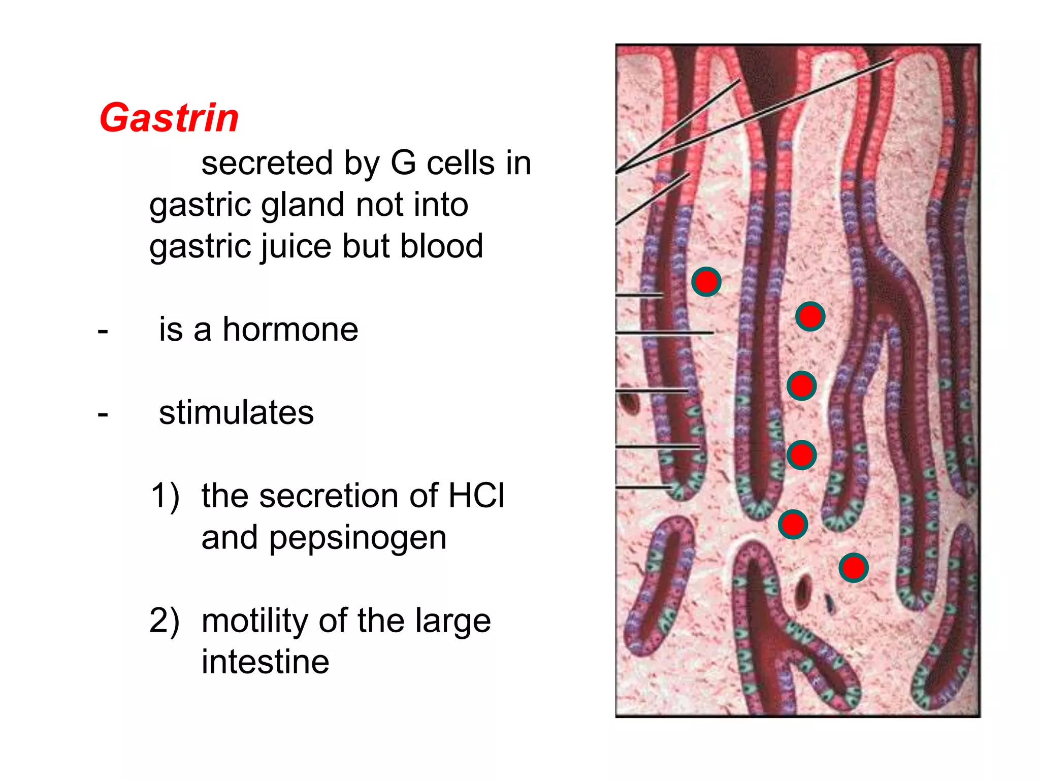 DIGESTIVE SYSTEM-1.ppt