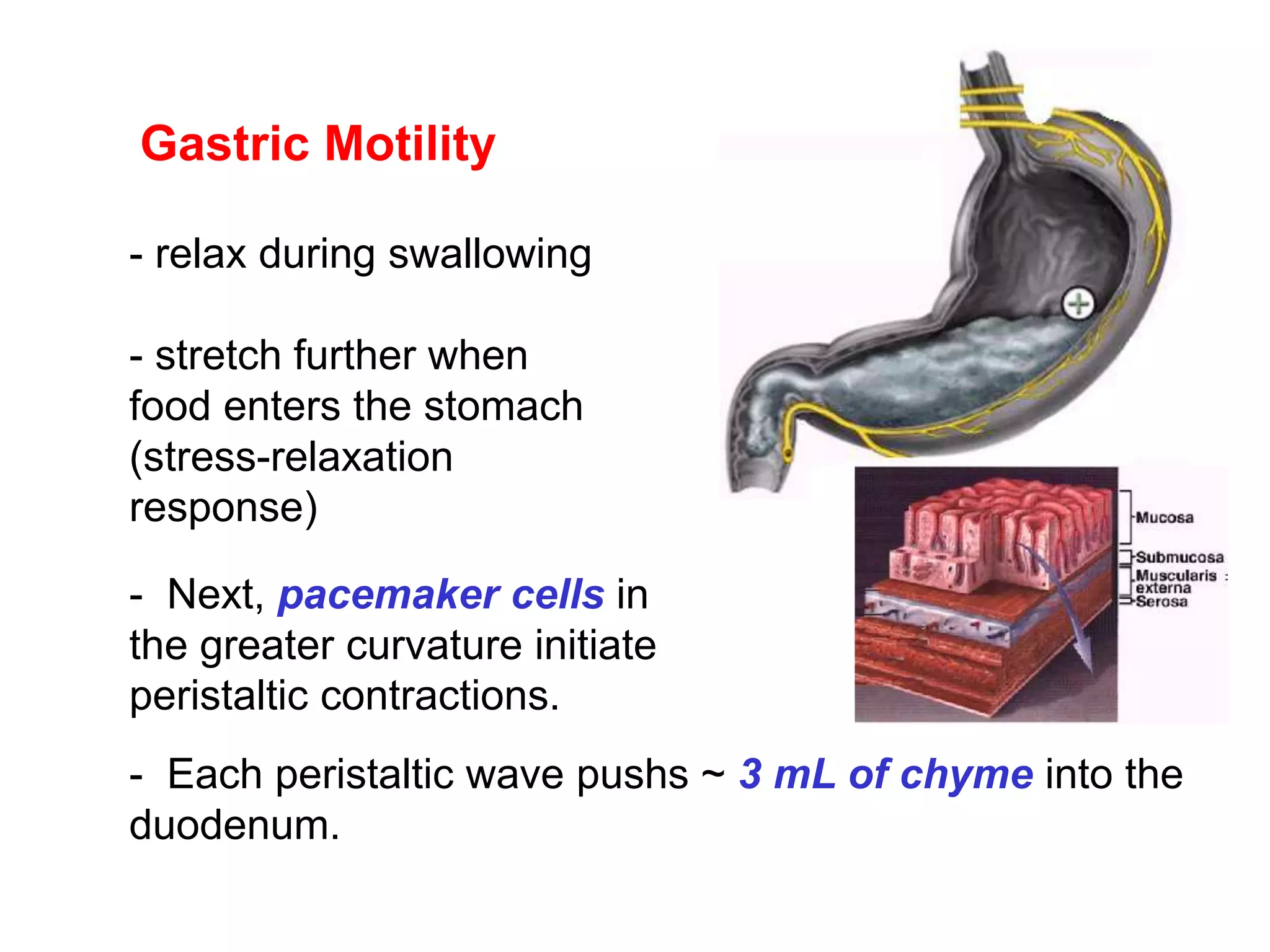 DIGESTIVE SYSTEM-1.ppt