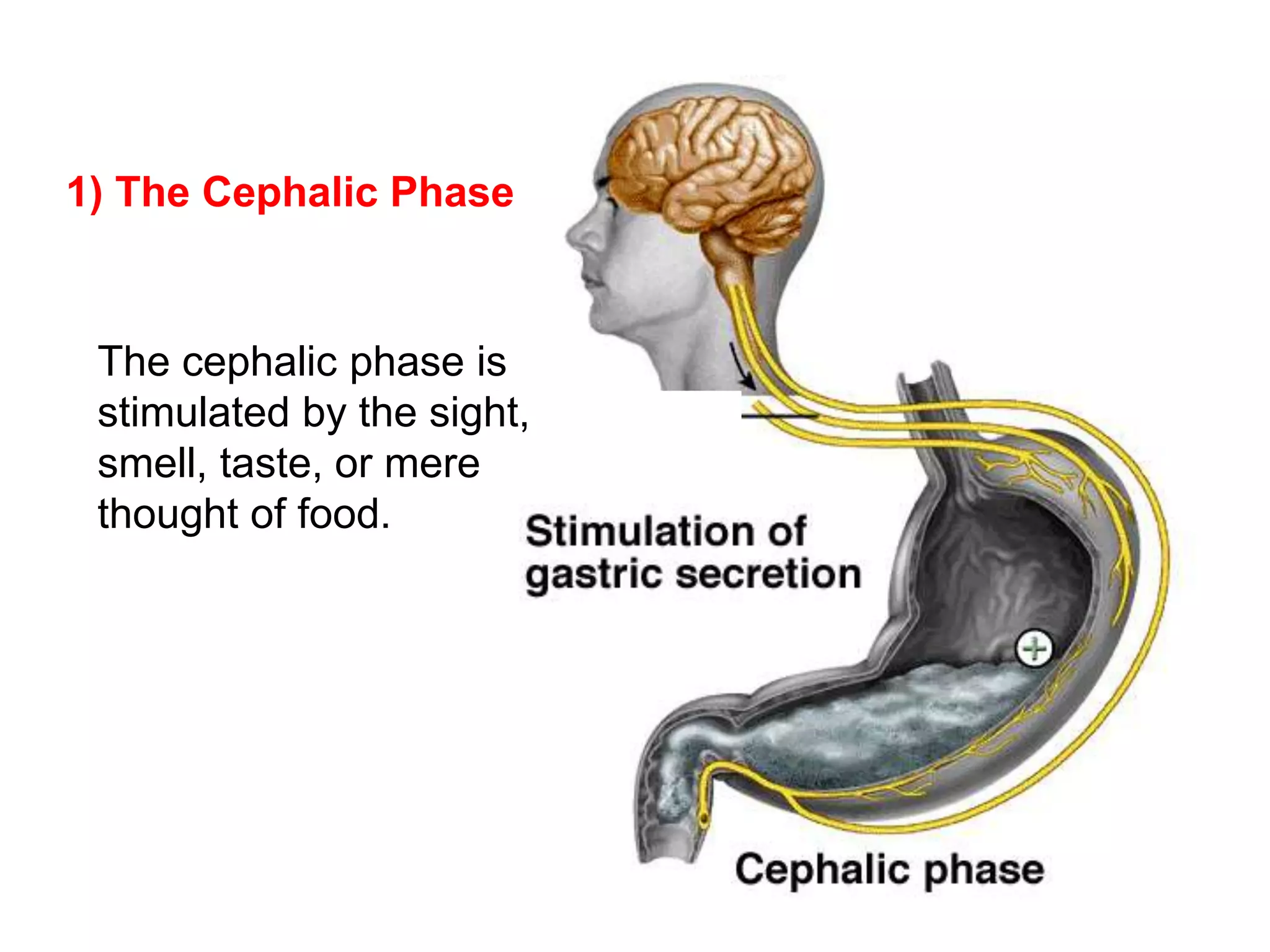 DIGESTIVE SYSTEM-1.ppt