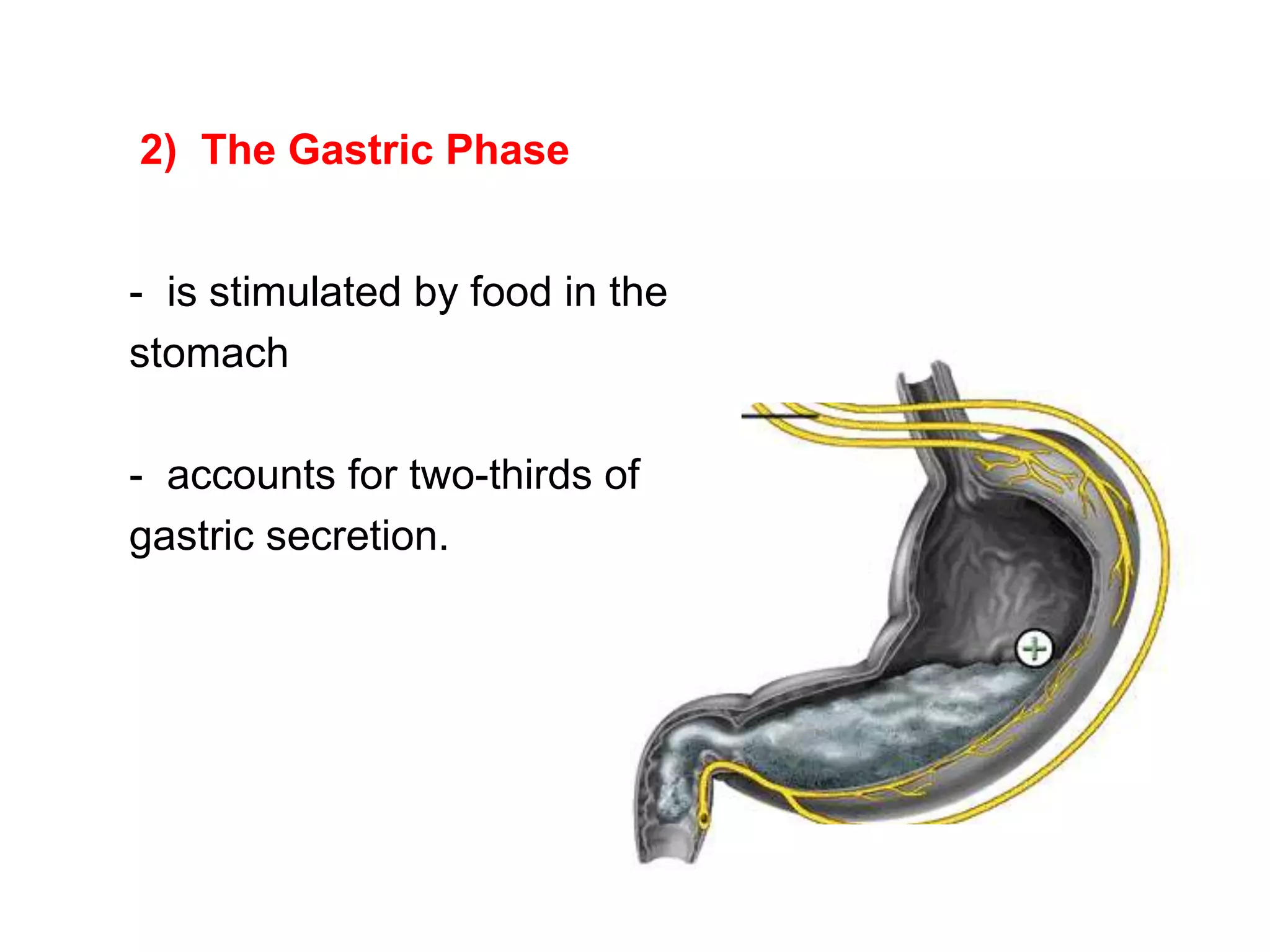 DIGESTIVE SYSTEM-1.ppt