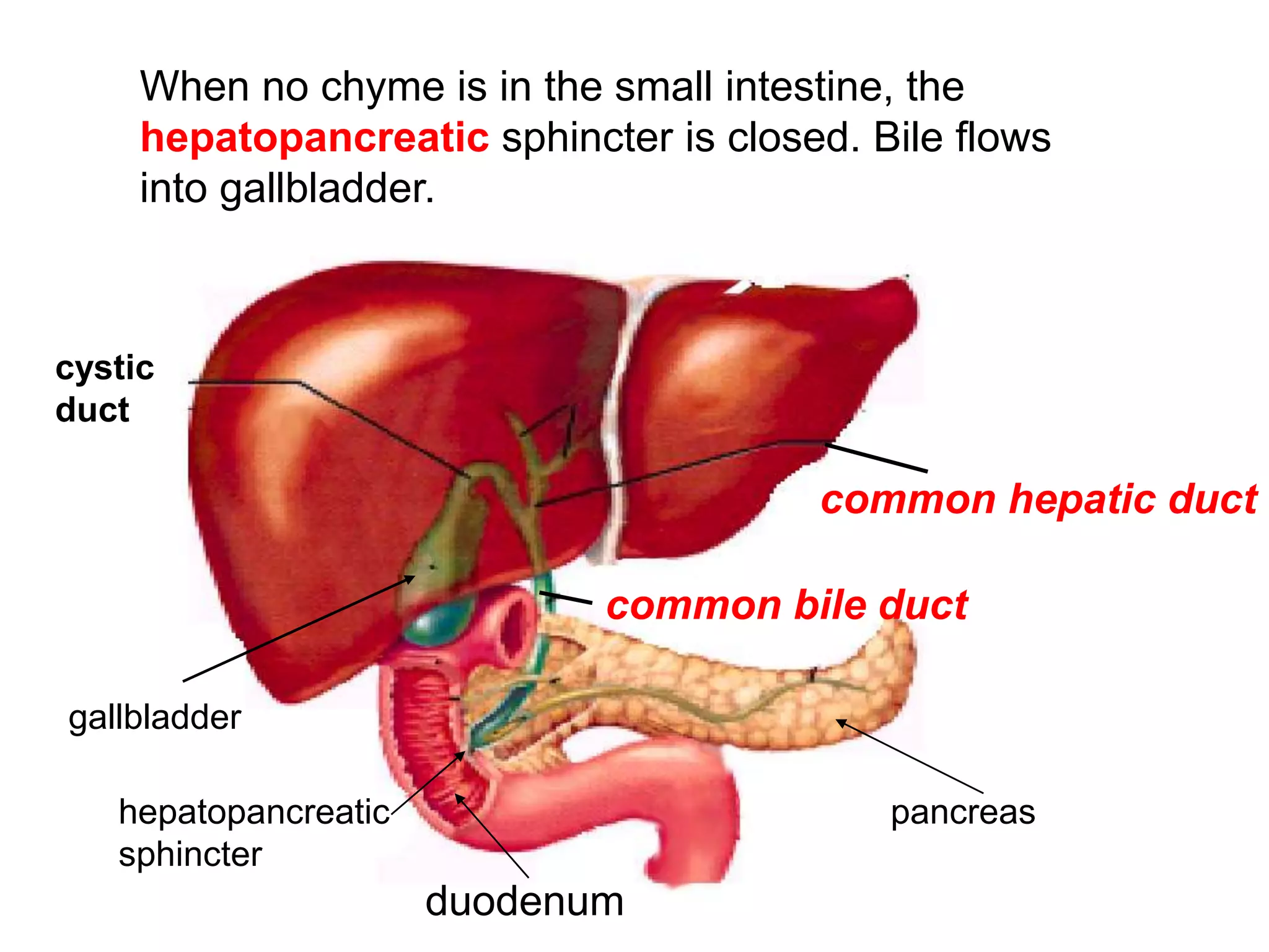 DIGESTIVE SYSTEM-1.ppt