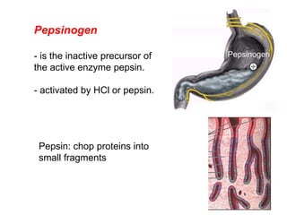 DIGESTIVE SYSTEM-1.ppt