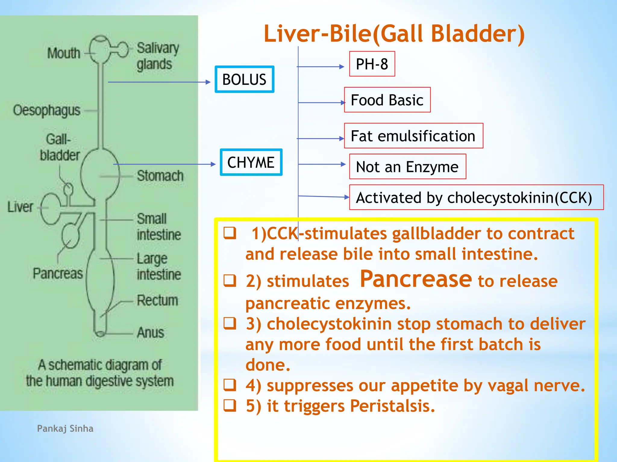 DIGESTIVE SYSTEM FOR YOGA AND NURSING STUDENT | PPTX
