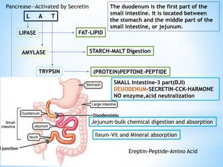 DIGESTIVE SYSTEM FOR YOGA AND NURSING STUDENT | PPTX