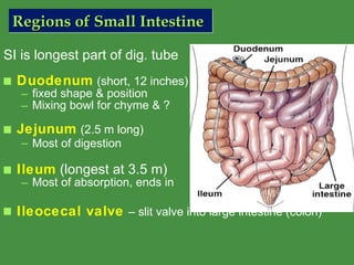 Digestive System | PPT | Dental Health | Diseases and Conditions
