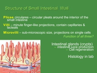 Digestive System | PPT | Dental Health | Diseases and Conditions