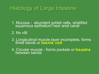 Digestive System | PPT | Dental Health | Diseases and Conditions