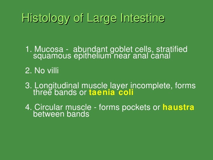 Haustra Digestive System
