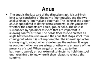 Digestive system | PPT