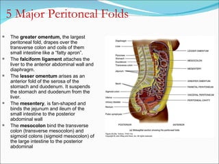 Digestive system | PPT