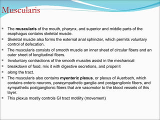 Digestive system | PPT | Digestive Disorders | Diseases and Conditions
