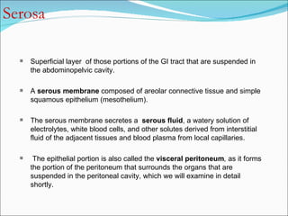 Digestive system | PPT | Digestive Disorders | Diseases and Conditions