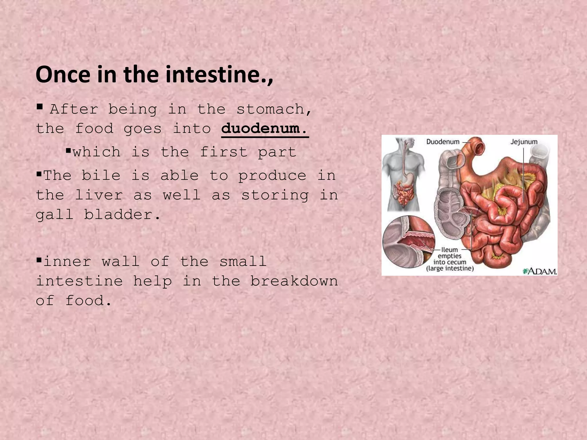 Digestive system | PPTX | Digestive Disorders | Diseases and Conditions