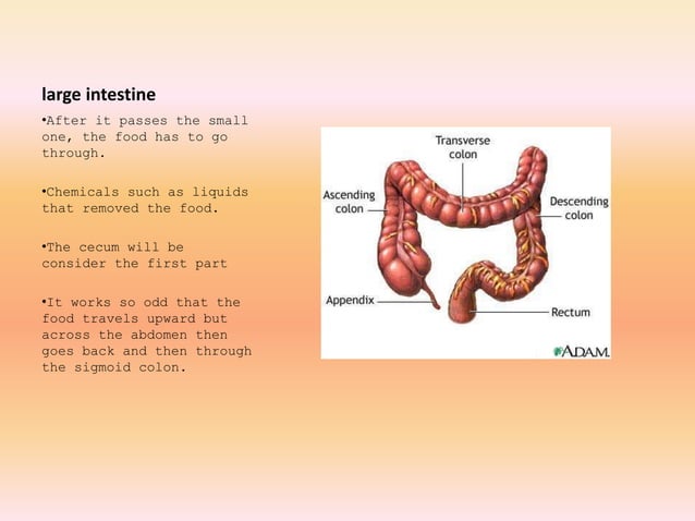 Digestive system | PPTX | Digestive Disorders | Diseases and Conditions