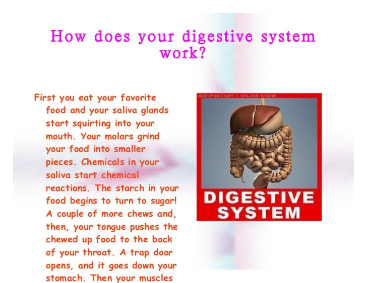Digestive system