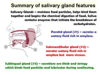 Digestive system | PPT | Digestive Disorders | Diseases and Conditions