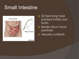 Marie's Digestive System Powerpoint | PPT