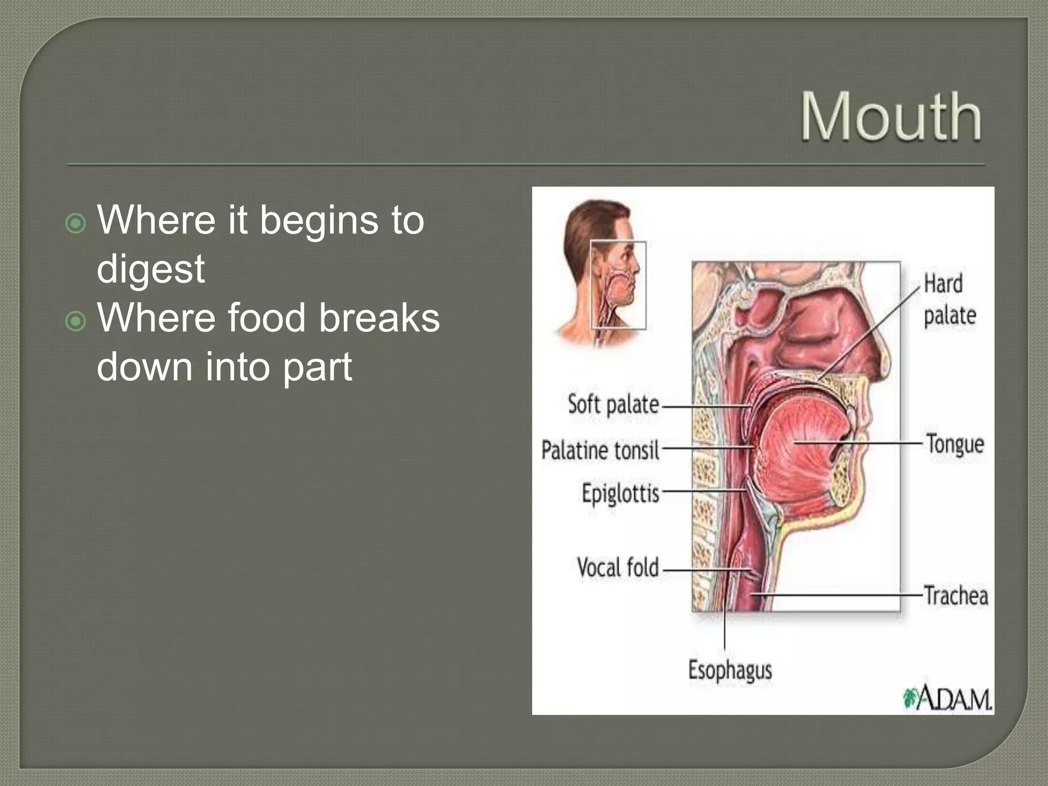 Digestive system | PPT