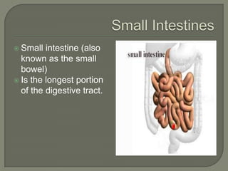 Digestive system | PPT