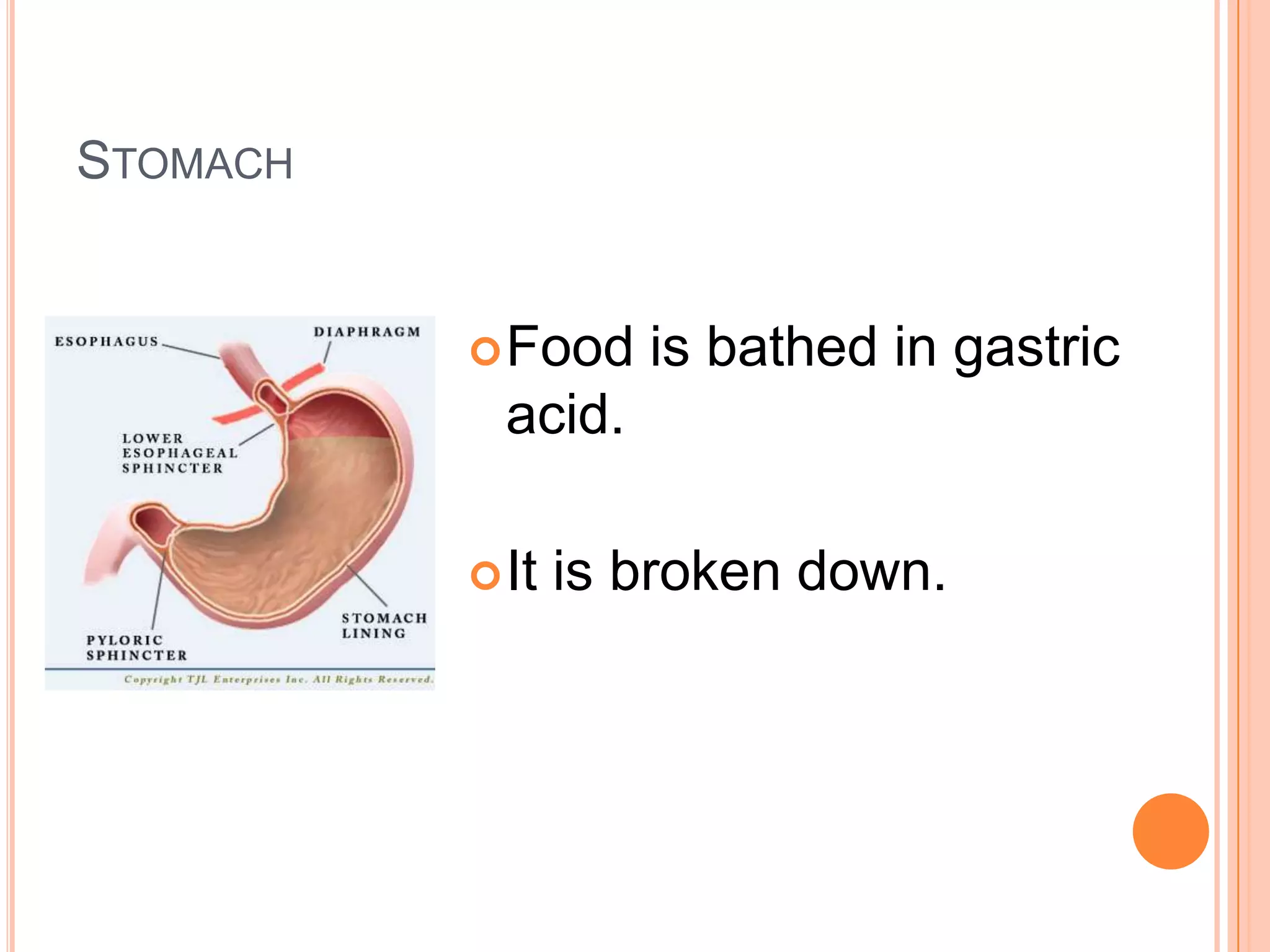 Digestive system | PPTX | Digestive Disorders | Diseases and Conditions